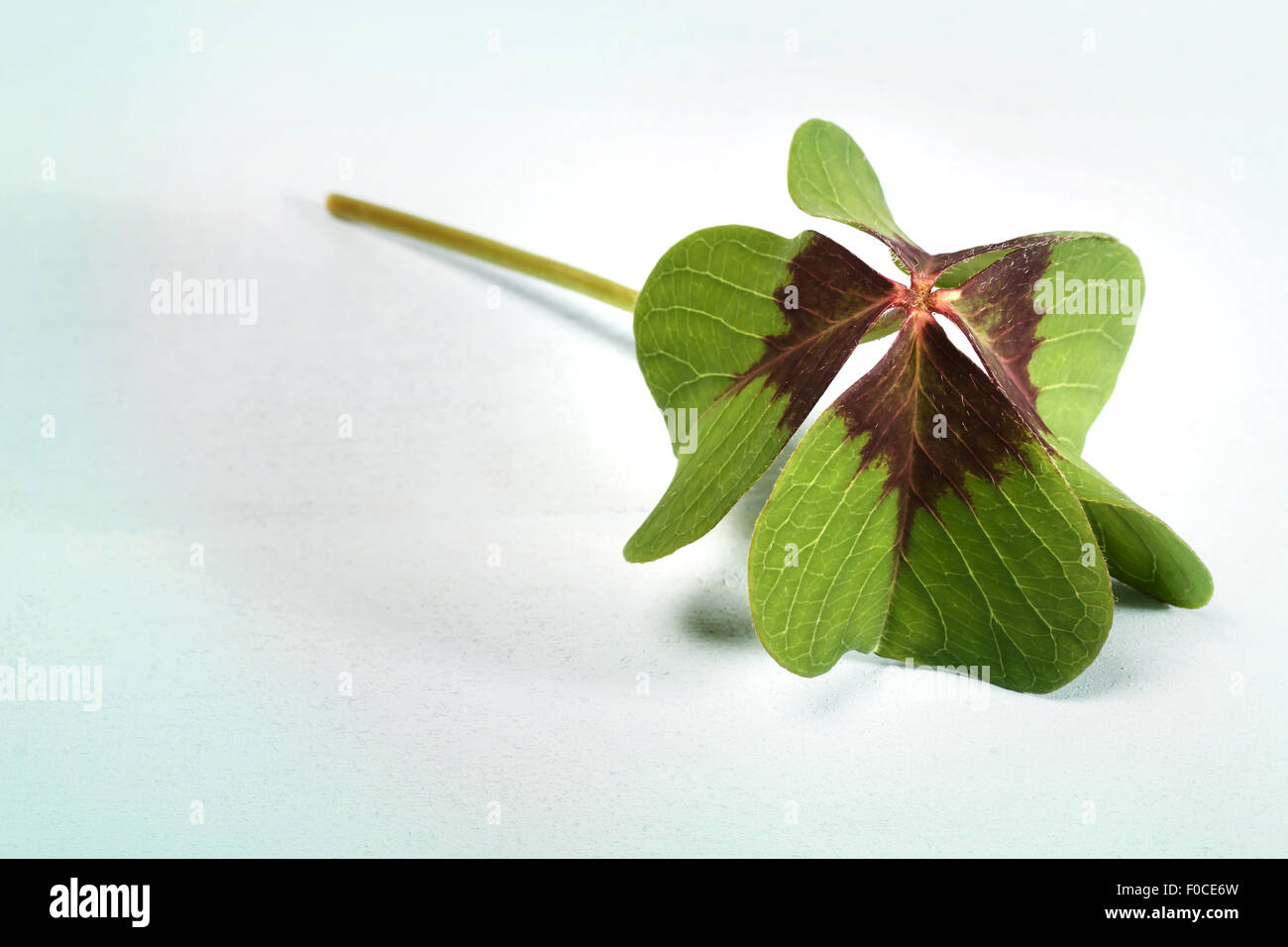 Shamrock hi-res stock photography and images - Alamy