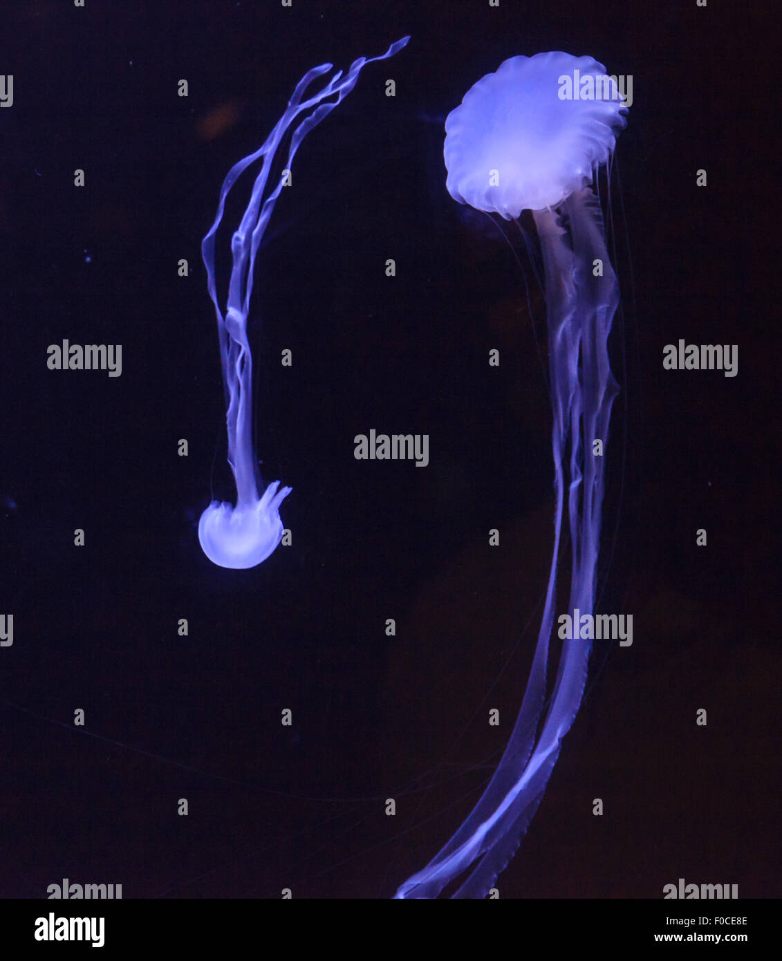 Atlantic sea nettle jellyfish chrysaora hi-res stock photography and ...