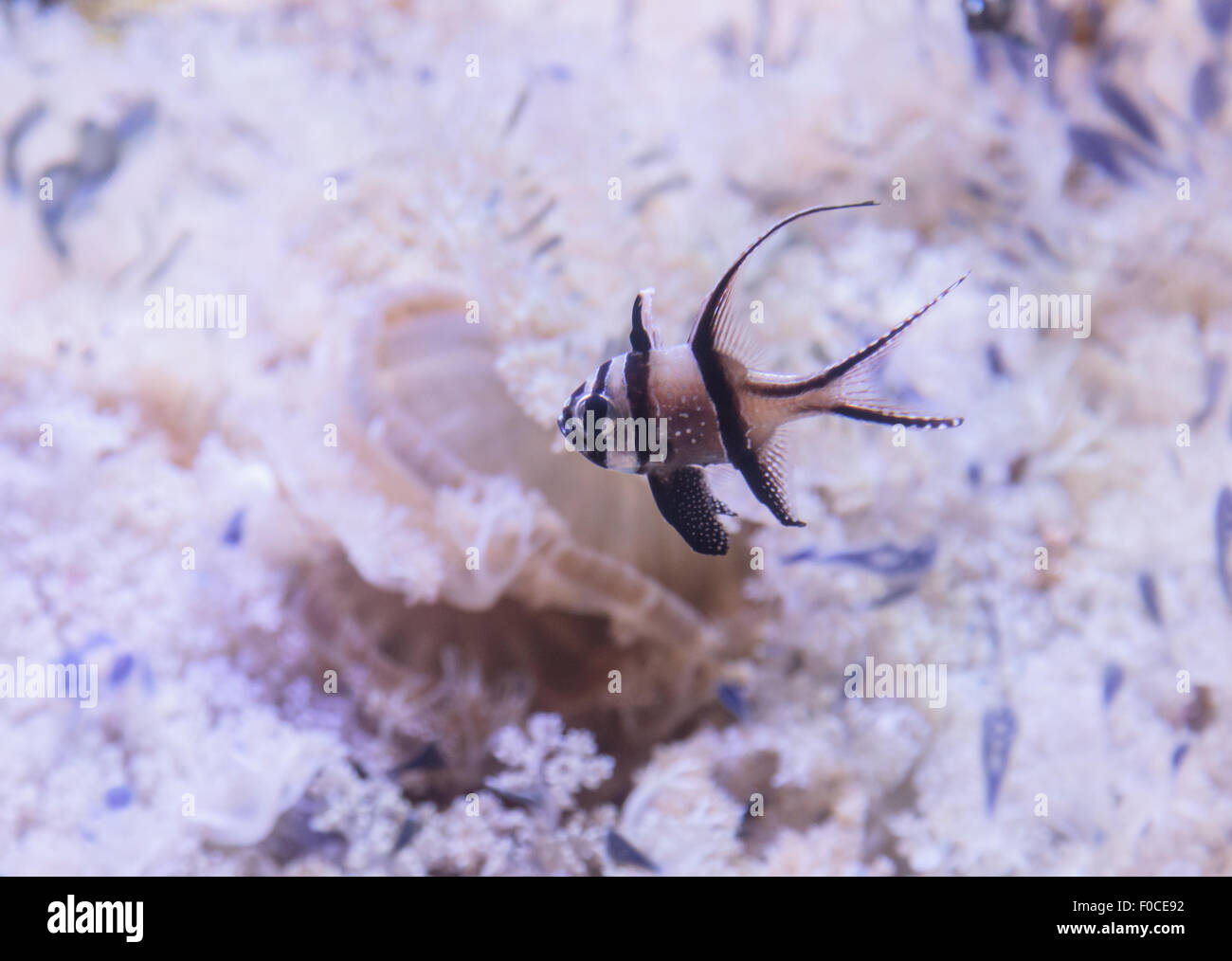 Banggai islands of indonesia hi-res stock photography and images - Alamy