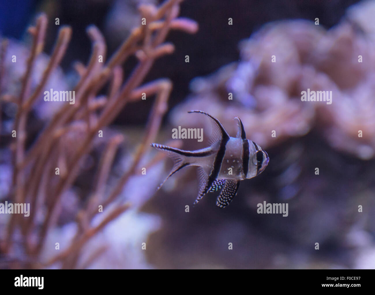 Banggai cardinalfish, Pterapogon kauderni, is a black and white ...