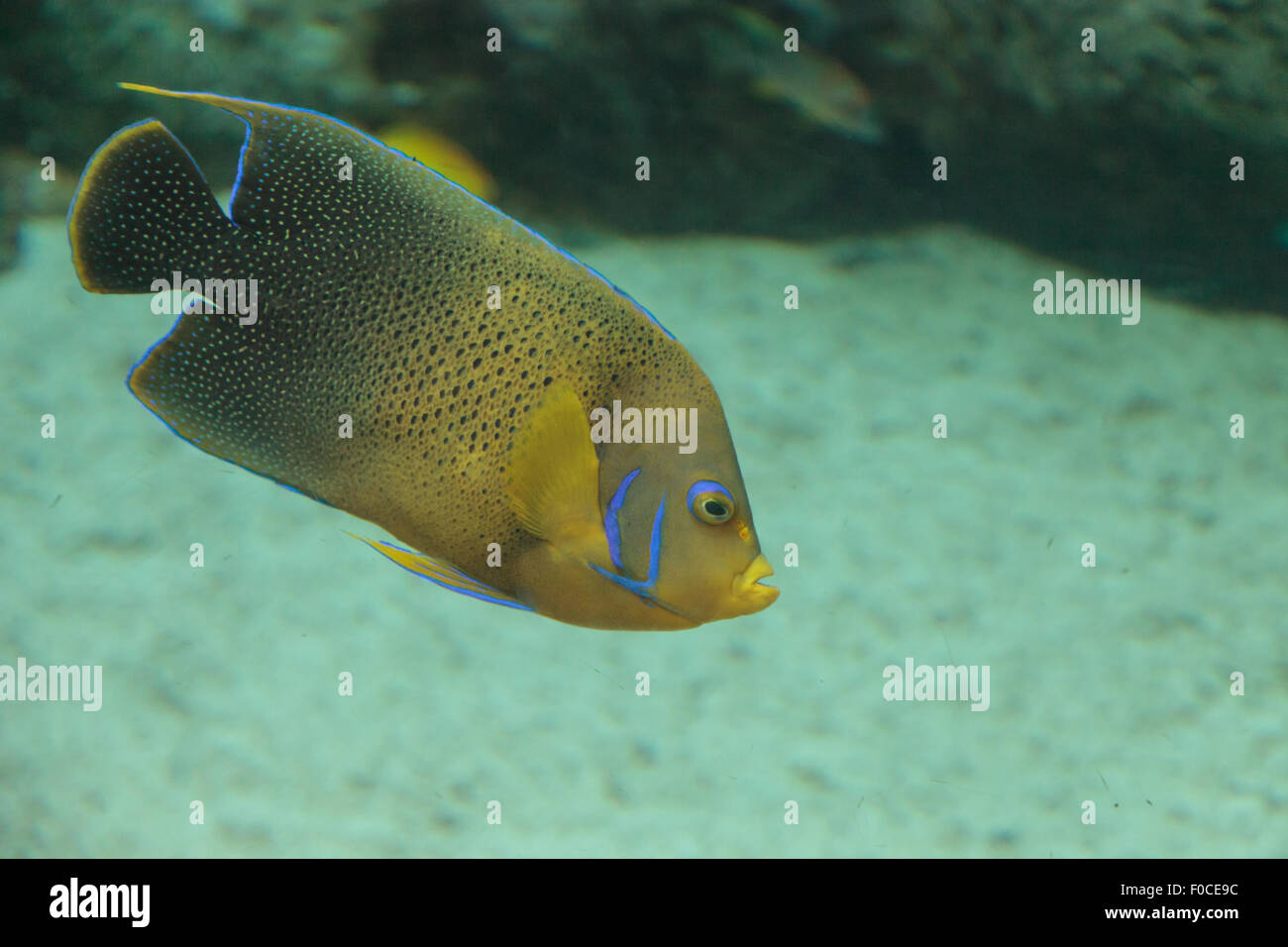 Bermuda fish hi-res stock photography and images - Alamy