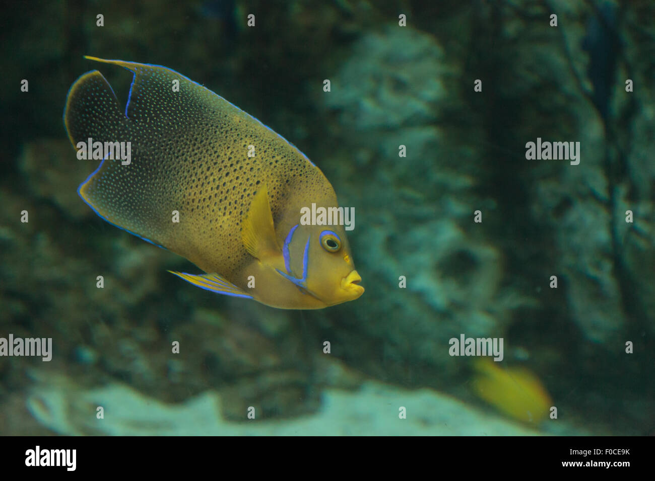 Bermuda fish hi-res stock photography and images - Alamy