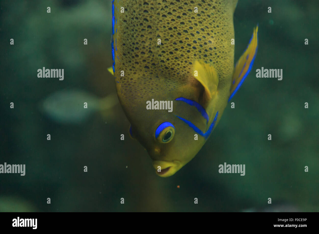 Bermuda fish yellow hi-res stock photography and images - Alamy