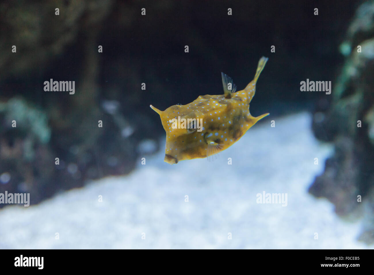 Baby Longhorn Cowfish