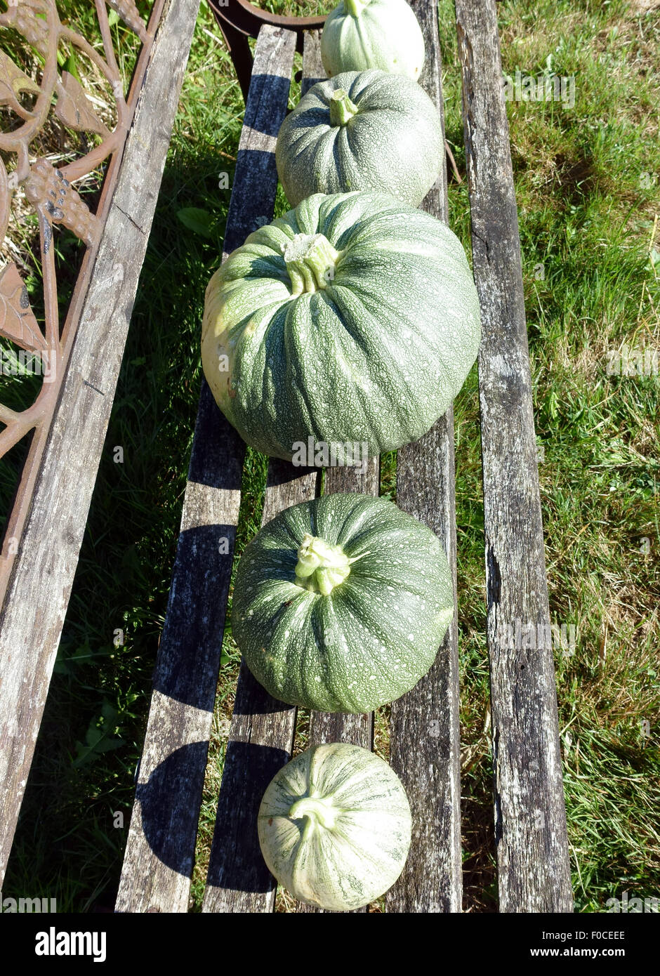 Freshly picked round courgettes in French country garden, France Stock ...
