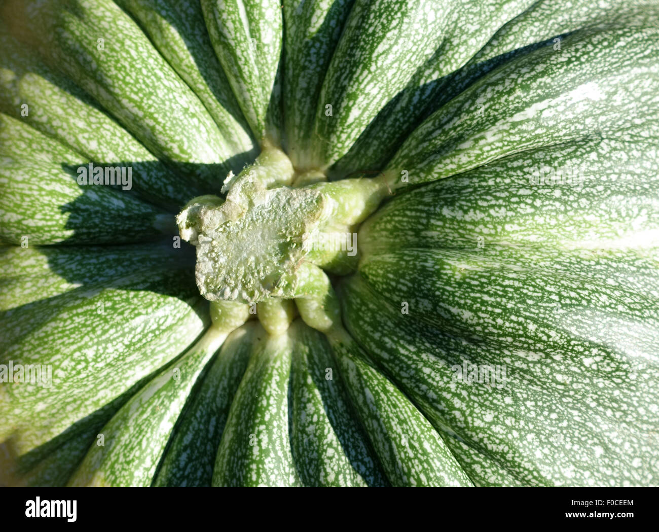 Freshly picked round courgettes in French country garden, France Stock ...