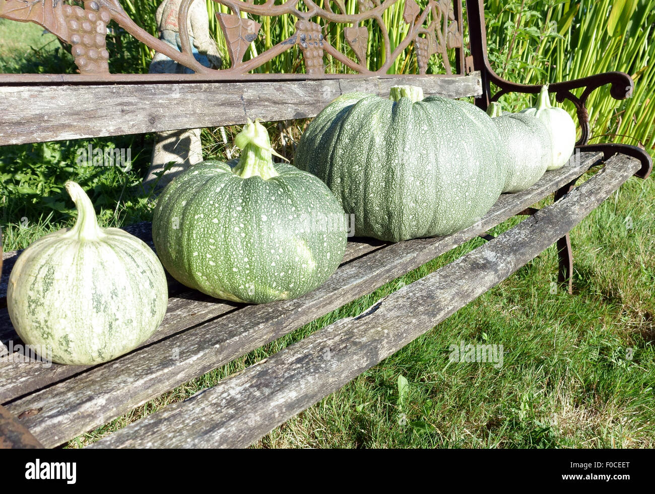 Freshly picked round courgettes in French country garden, France Stock ...
