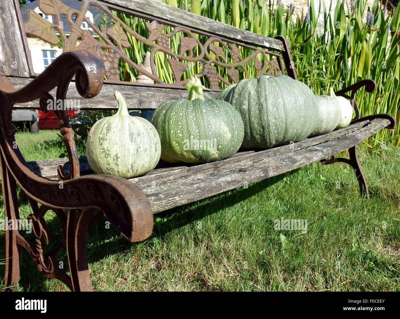 Freshly picked round courgettes in French country garden, France Stock ...