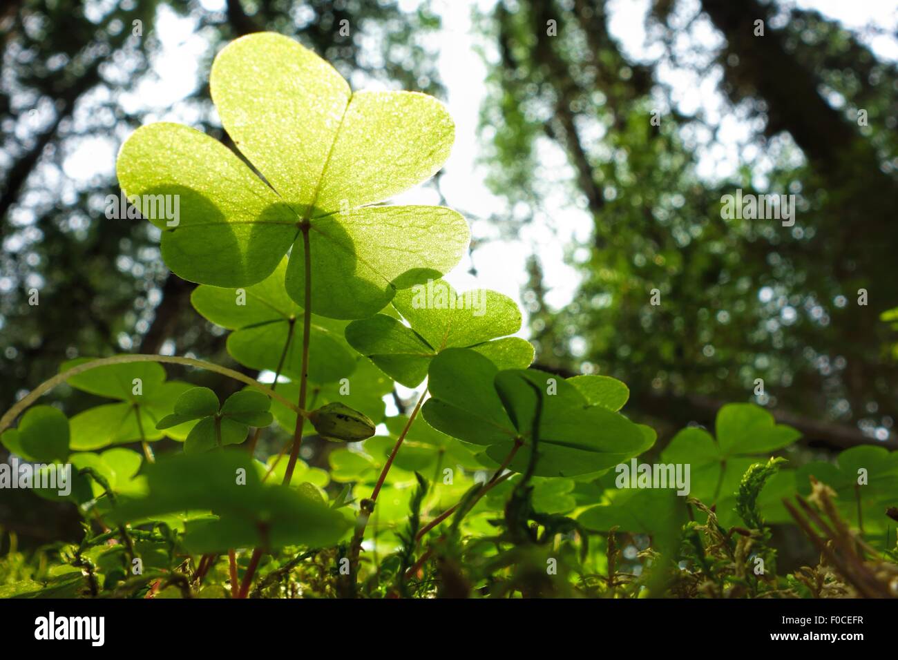Sorrels hi-res stock photography and images - Alamy