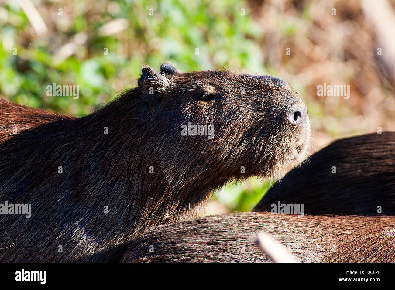 The Largest Rodent In The World High Resolution Stock Photography and ...