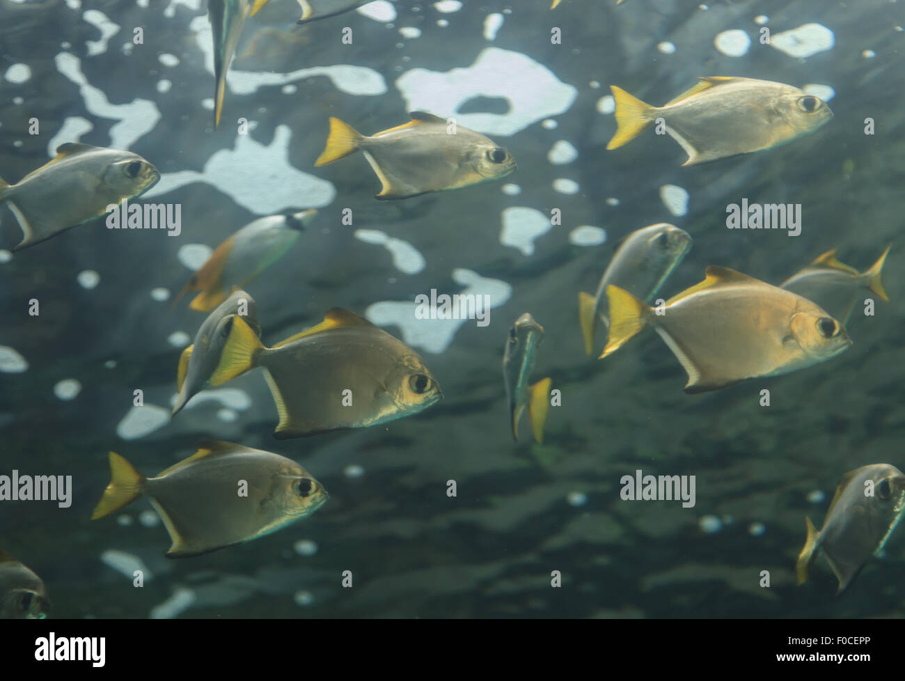 Pompano fish hi-res stock photography and images - Alamy