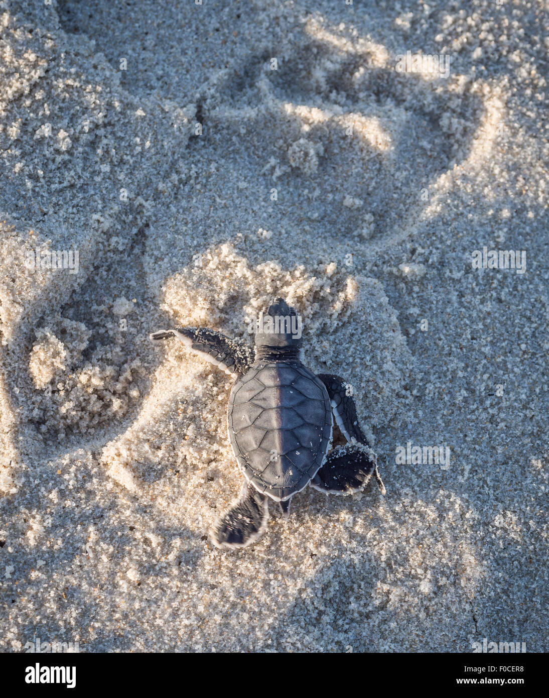 Human influence on wildlife hi-res stock photography and images - Alamy