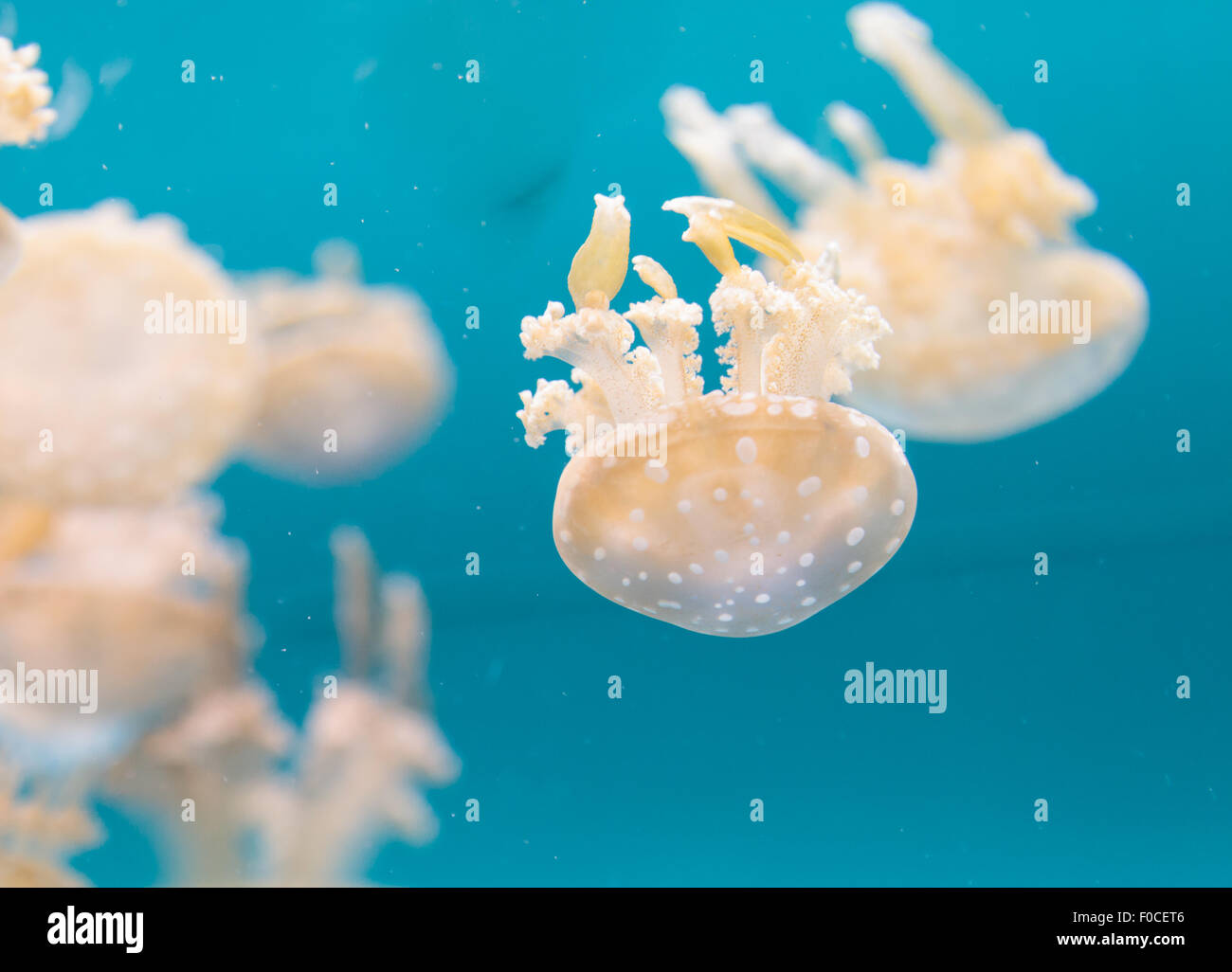 Spotted lagoon jelly, golden medusa, Mastigias papua, is from the Indo ...
