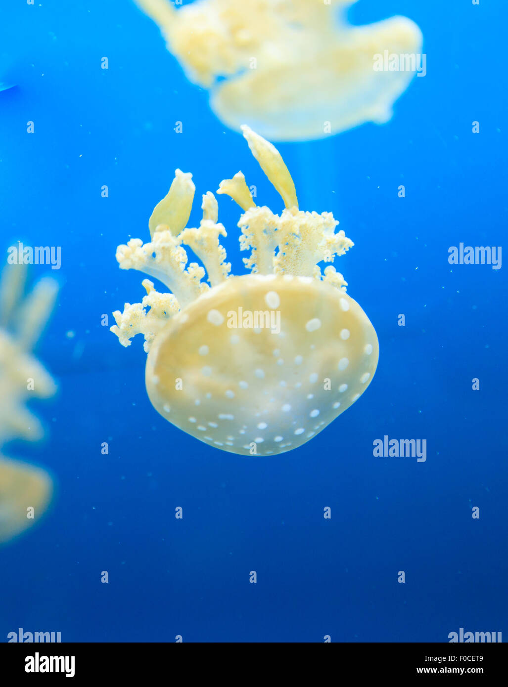Spotted lagoon jelly, golden medusa, Mastigias papua, is from the Indo ...