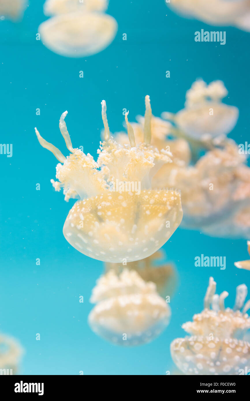 Spotted lagoon jelly, golden medusa, Mastigias papua, is from the Indo ...