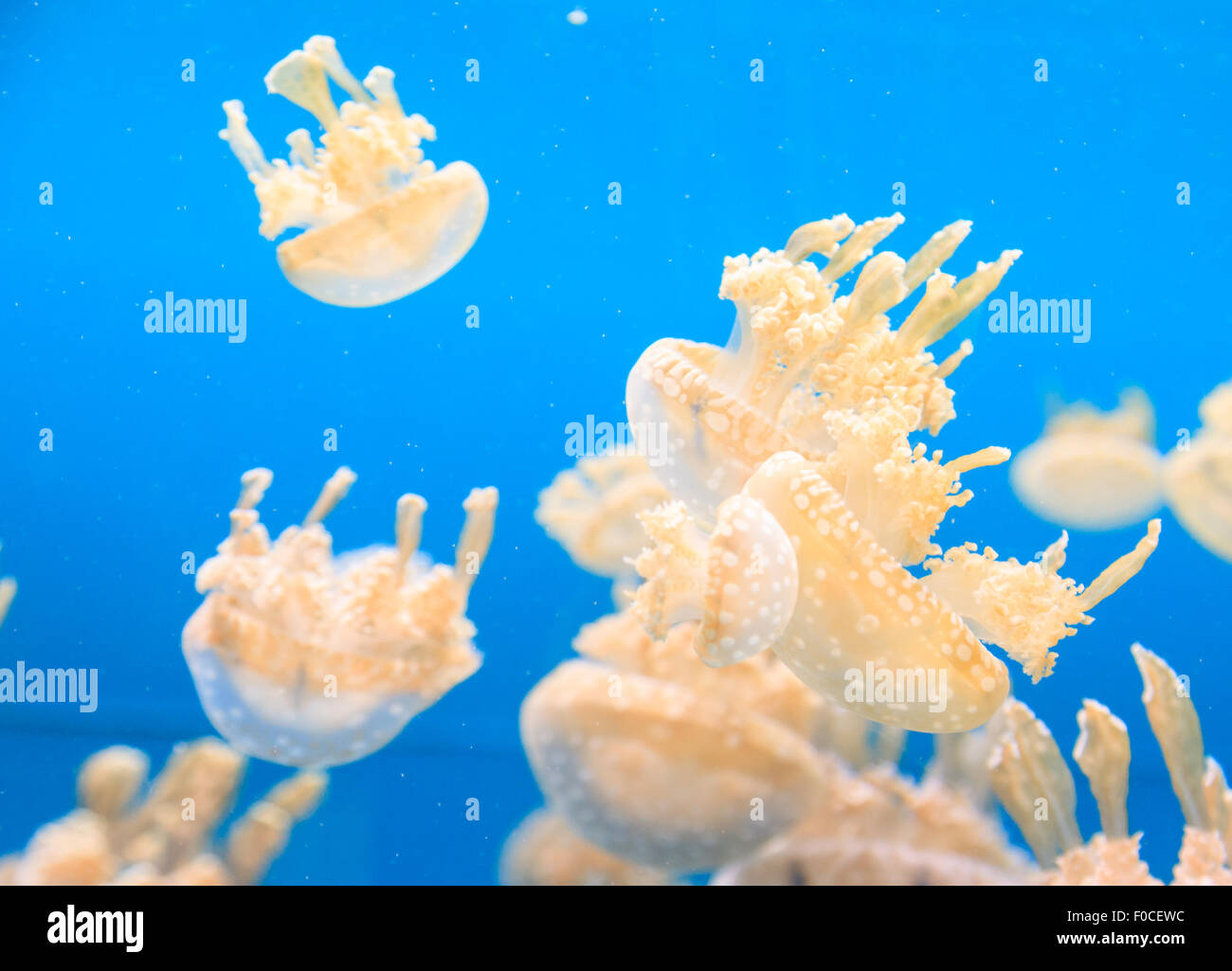 Spotted lagoon jelly, golden medusa, Mastigias papua, is from the Indo ...