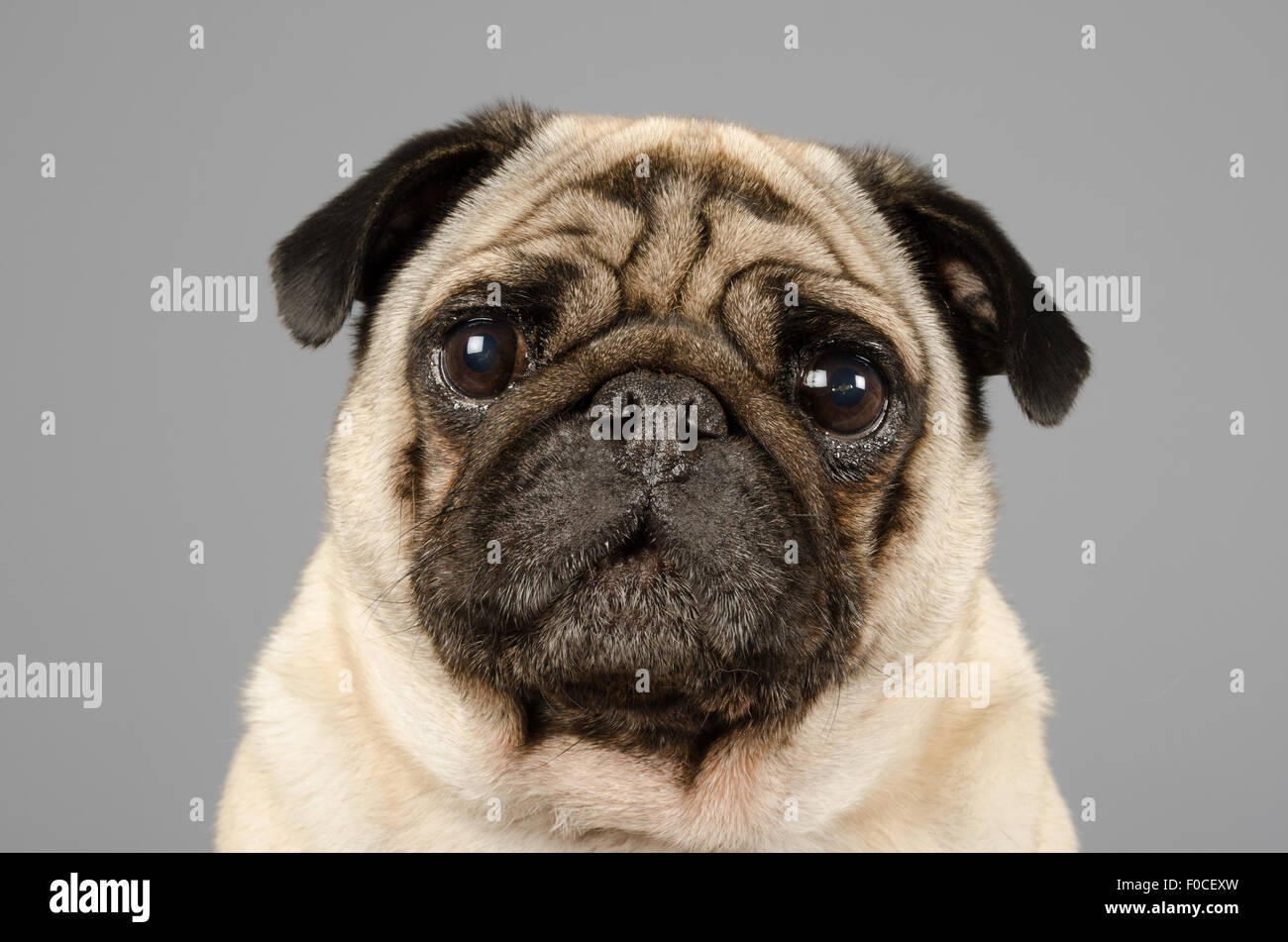 Big george dog hi-res stock photography and images - Alamy