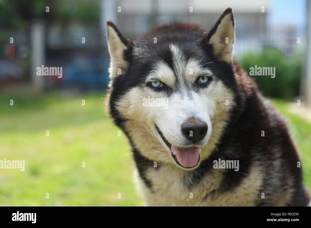 Happy husky hi-res stock photography and images - Alamy