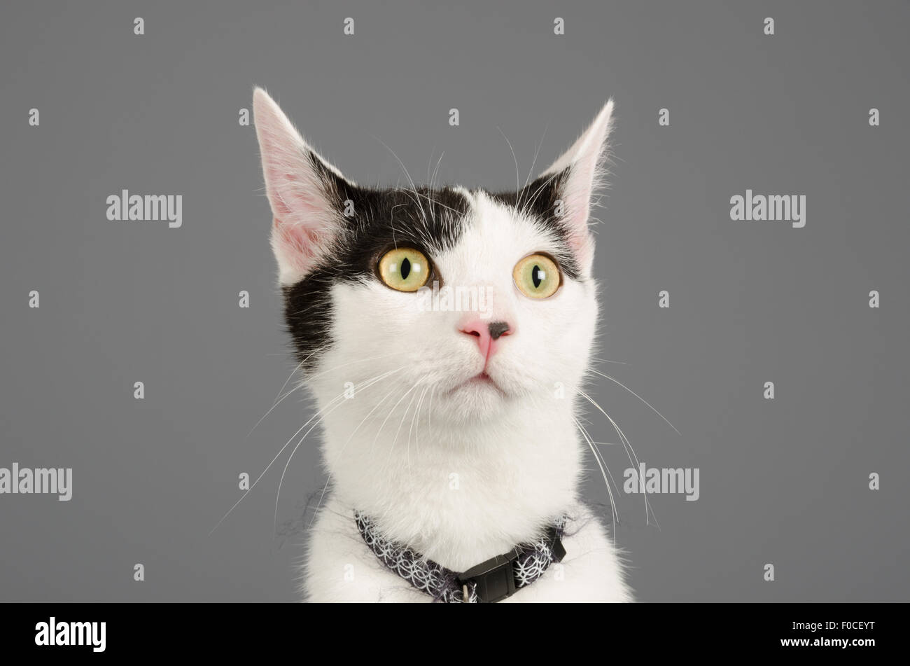 Olaf the house cat Stock Photo - Alamy