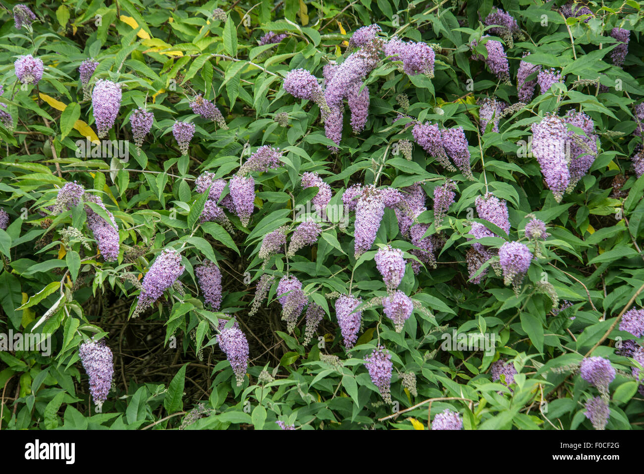 Buddleja hi-res stock photography and images - Alamy
