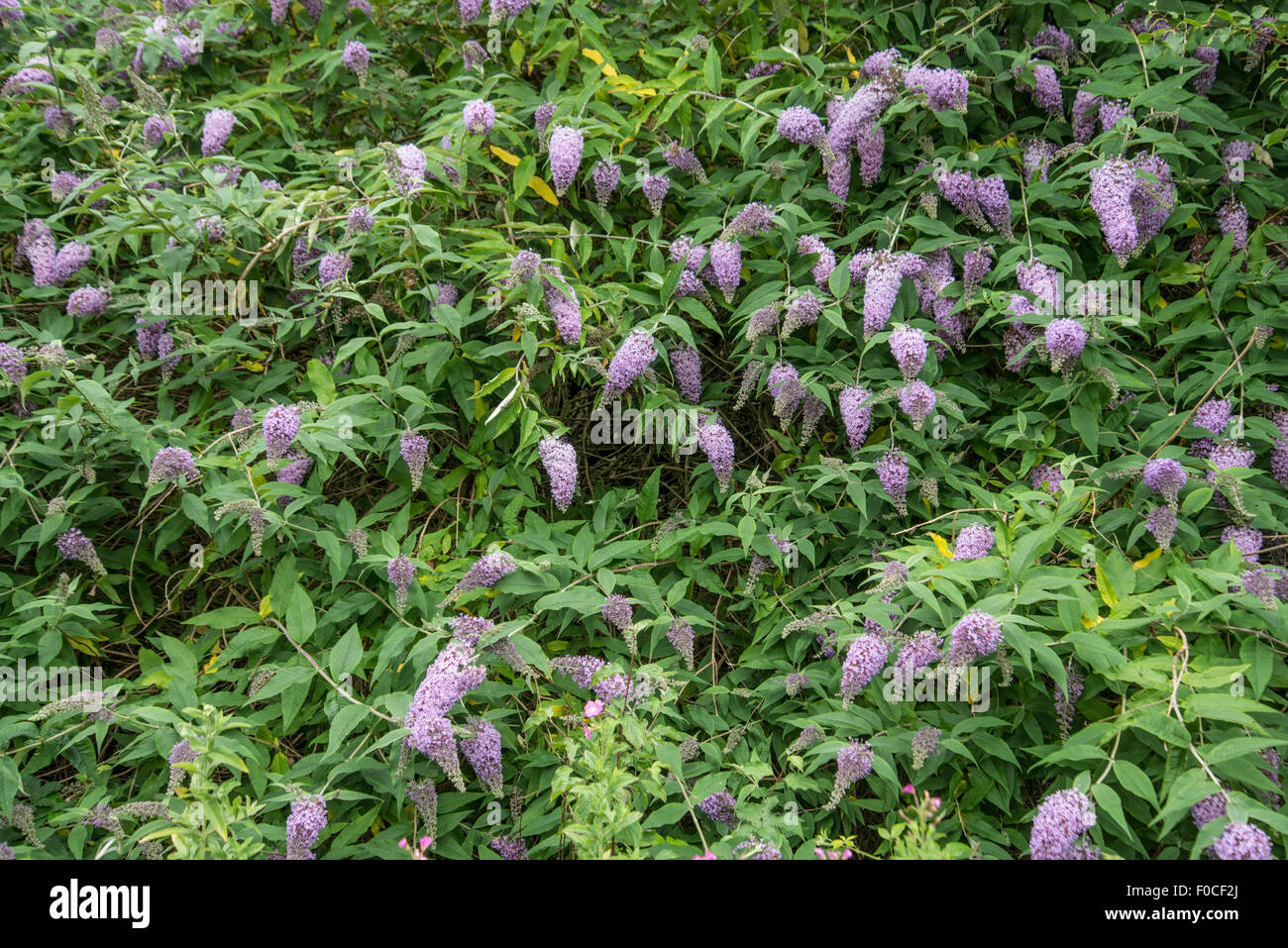 Buddleja davidii hi-res stock photography and images - Alamy