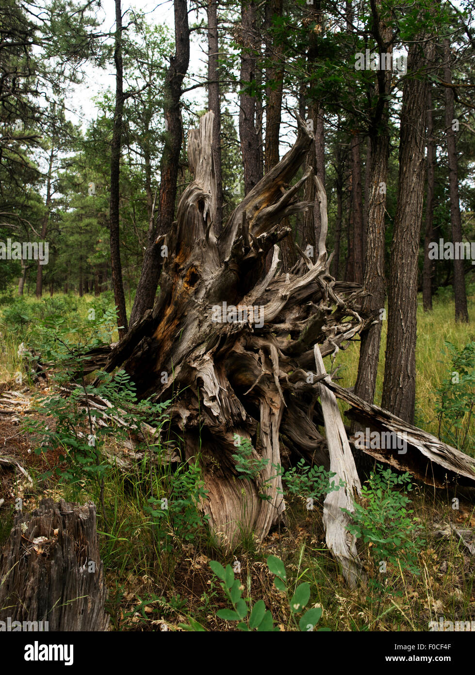 Tree roots hi-res stock photography and images - Alamy