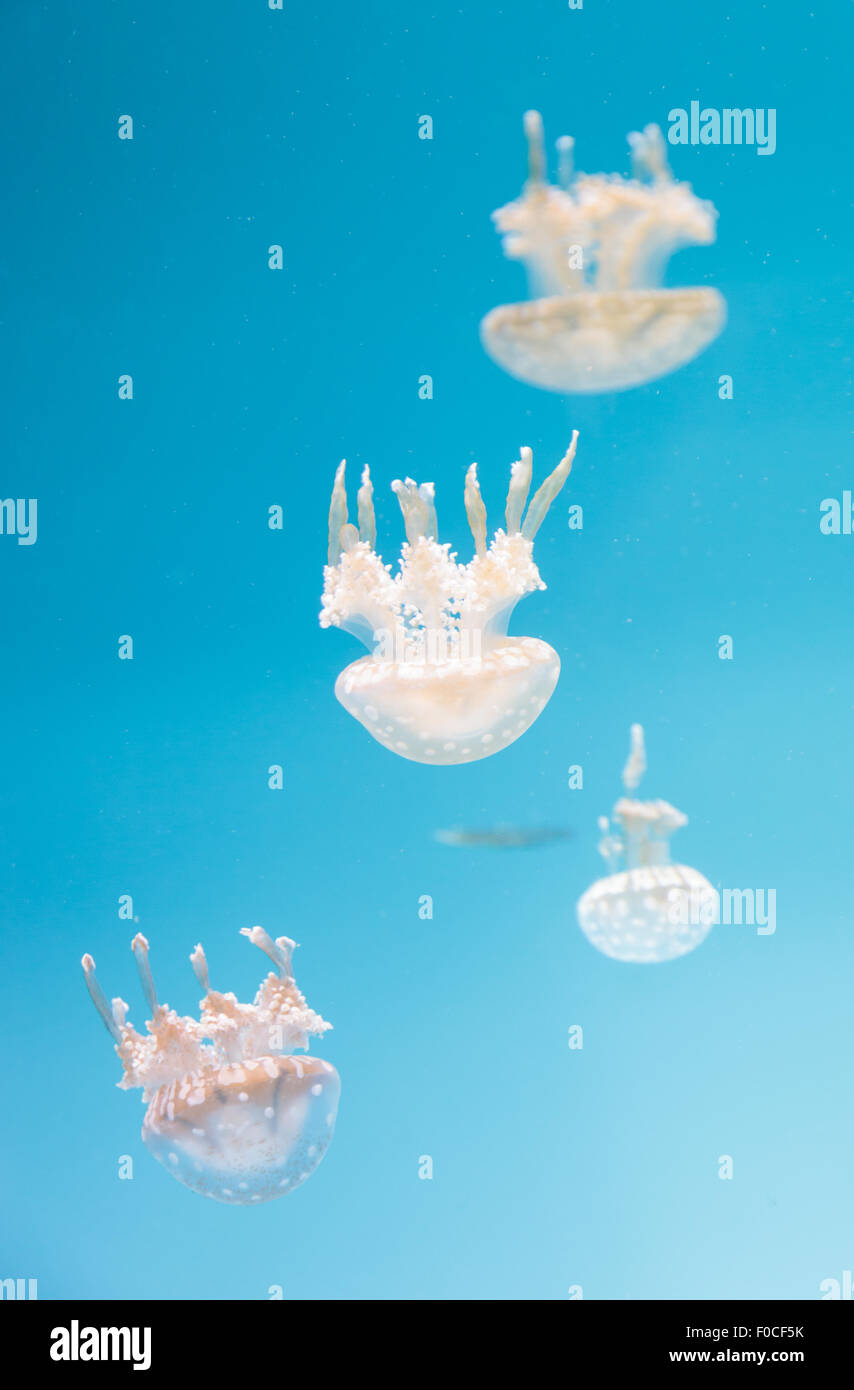 Spotted lagoon jelly, golden medusa, Mastigias papua, is from the Indo ...