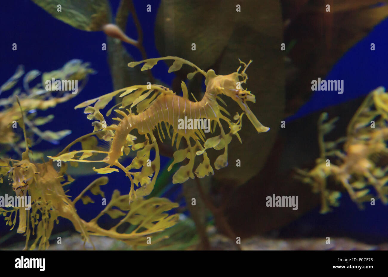Leafy seadragon, Phycodurus eques, is also known as Glauert’s seadragon ...