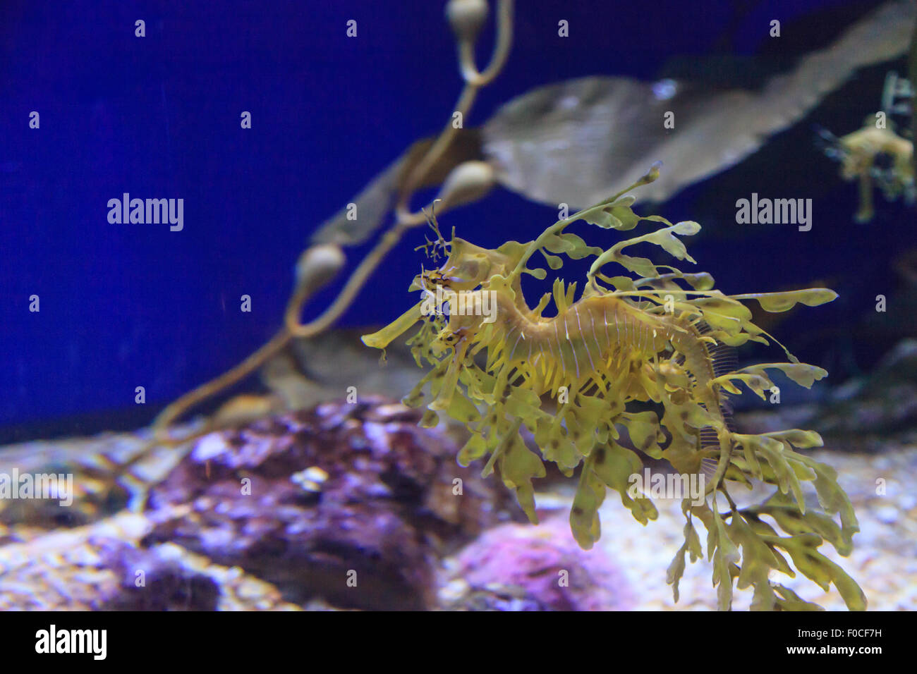 Leafy seadragon, Phycodurus eques, is also known as Glauert’s seadragon ...