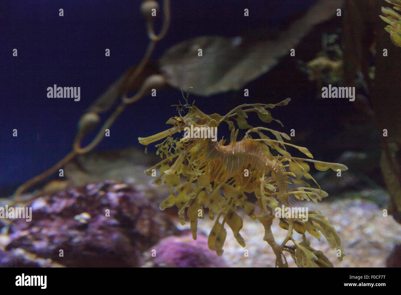 Leafy seadragon, Phycodurus eques, is also known as Glauert’s seadragon ...