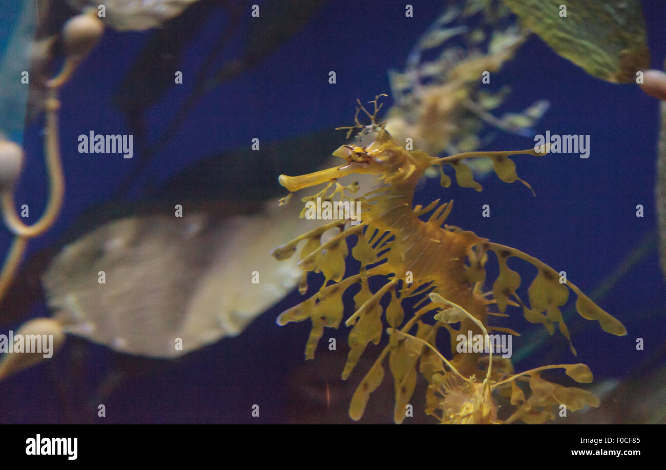 Leafy seadragon, Phycodurus eques, is also known as Glauert’s seadragon ...