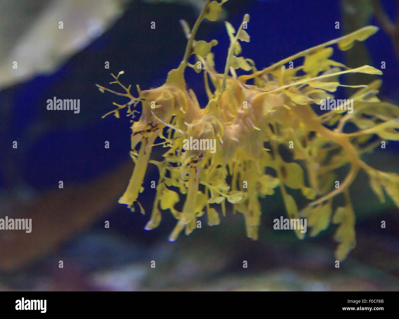 Leafy seadragon, Phycodurus eques, is also known as Glauert’s seadragon ...