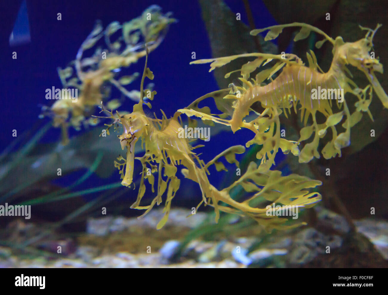 Leafy seadragon, Phycodurus eques, is also known as Glauert’s seadragon ...