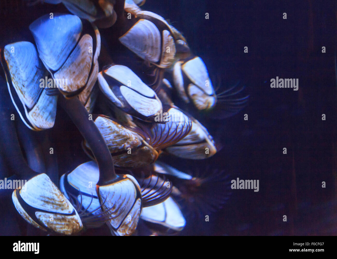 Barnacles mussel shell hi-res stock photography and images - Alamy