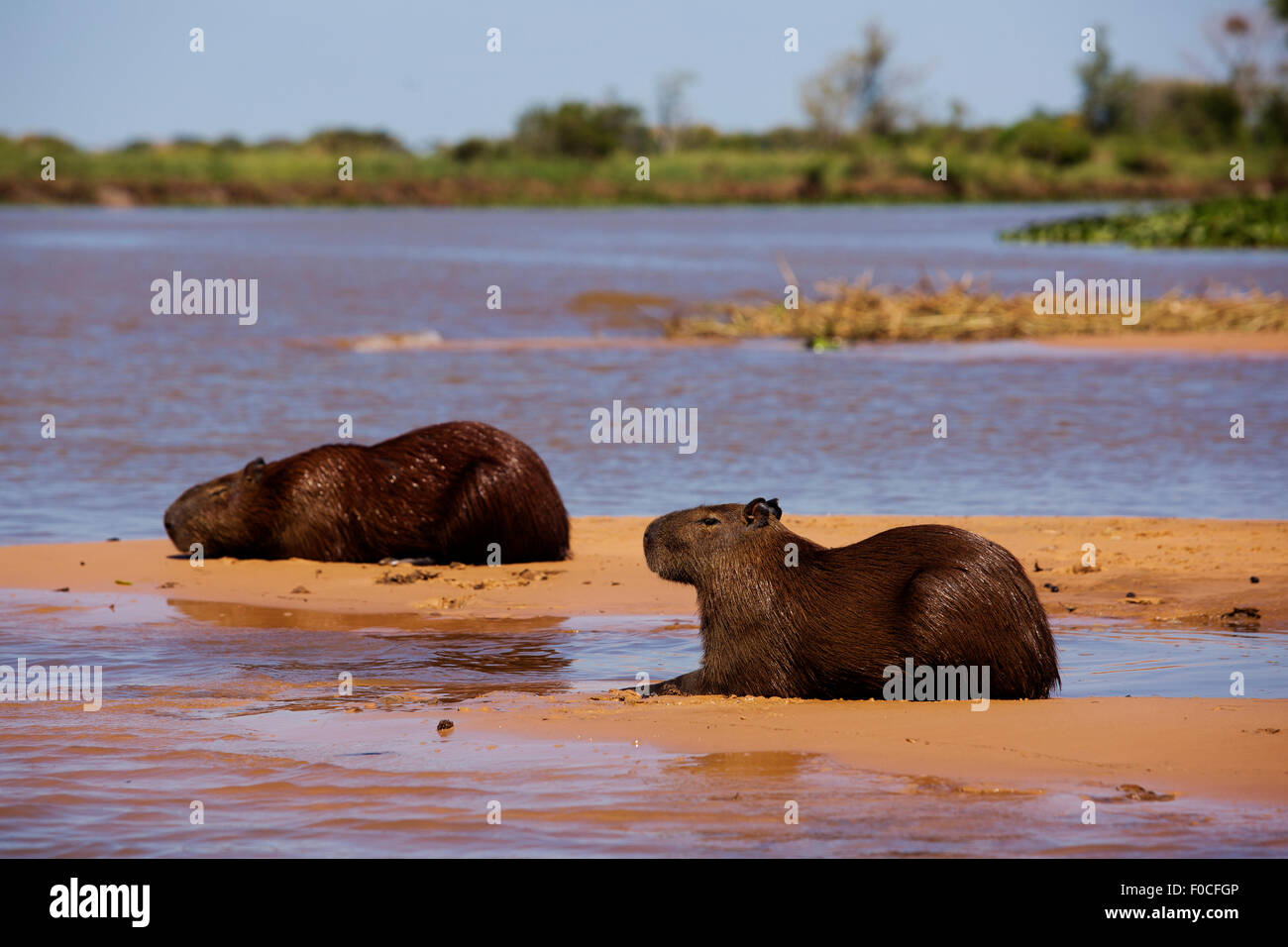 Largest rodent hi-res stock photography and images - Alamy