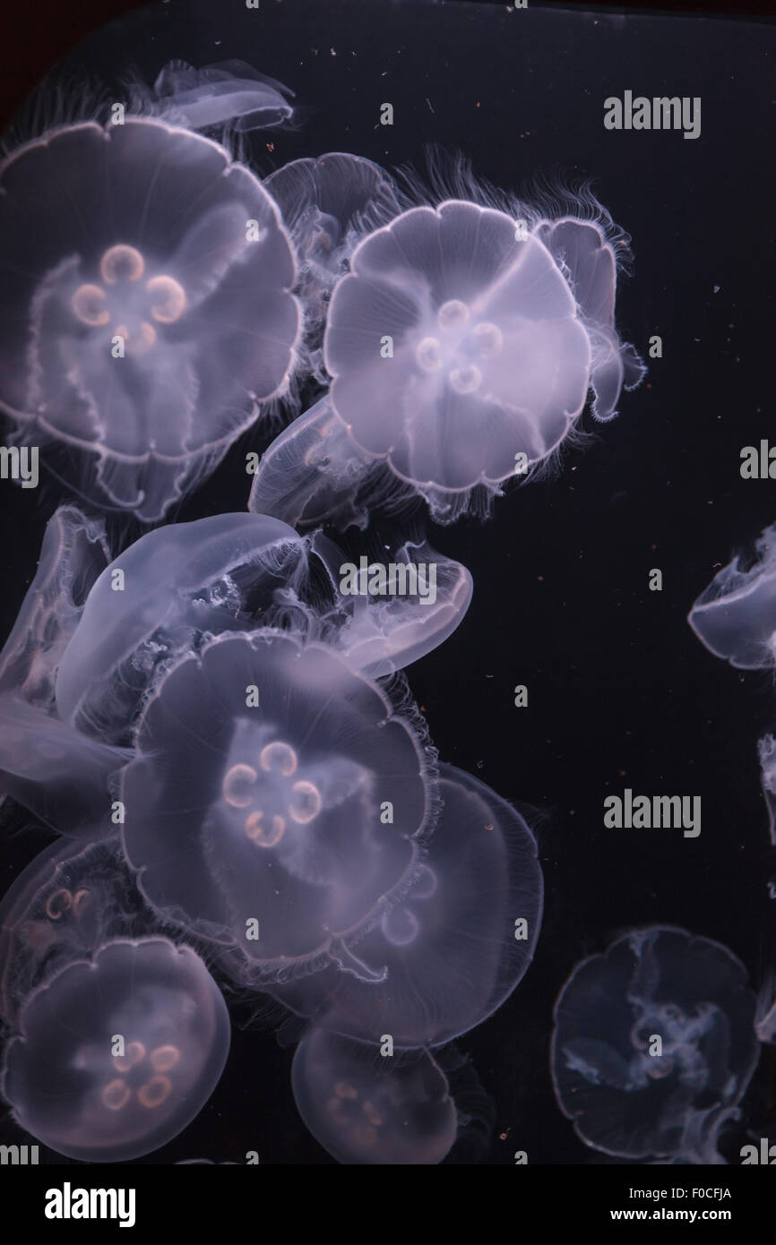 Translucent creature hi-res stock photography and images - Alamy