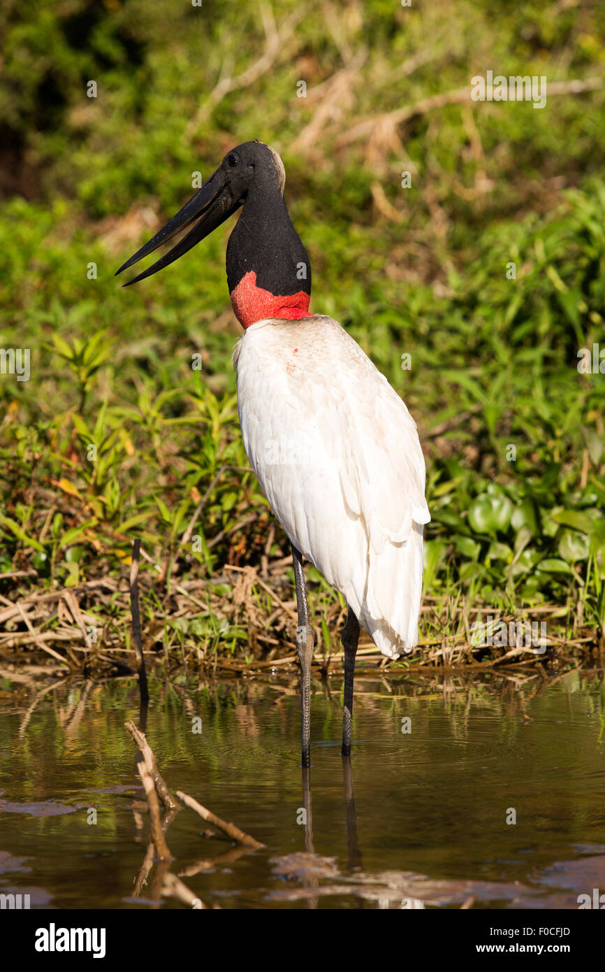 Tuiuiú is the symbol of Pantanal of Mato Grosso, a wild region in ...
