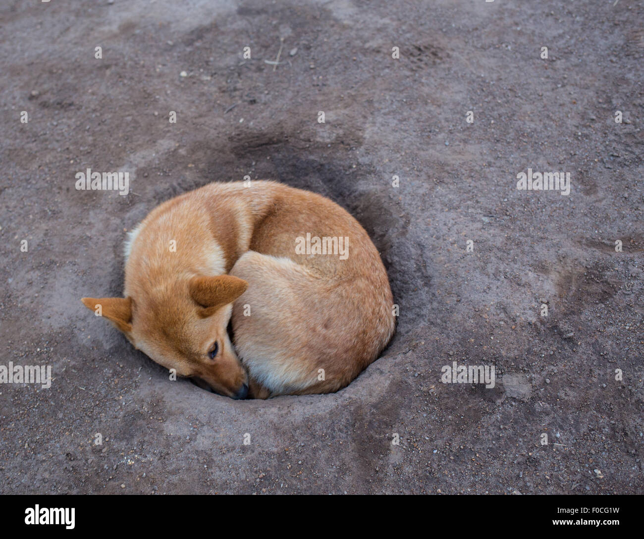 Dog in a garden Stock Photo - Alamy