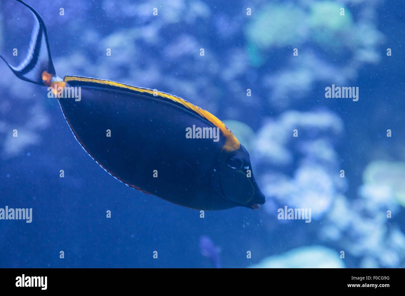 Orangespine unicorn fish hi-res stock photography and images - Alamy
