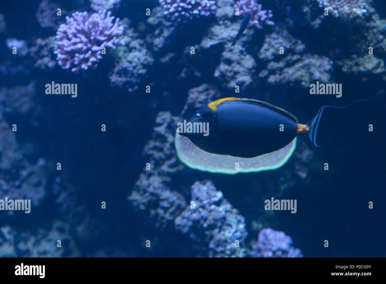 Orangespine unicorn fish hi-res stock photography and images - Alamy