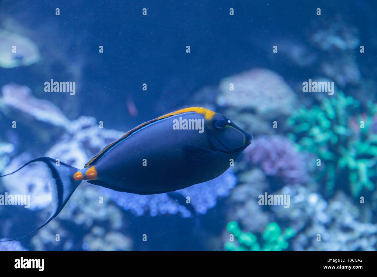 Orangespine unicorn fish hi-res stock photography and images - Alamy