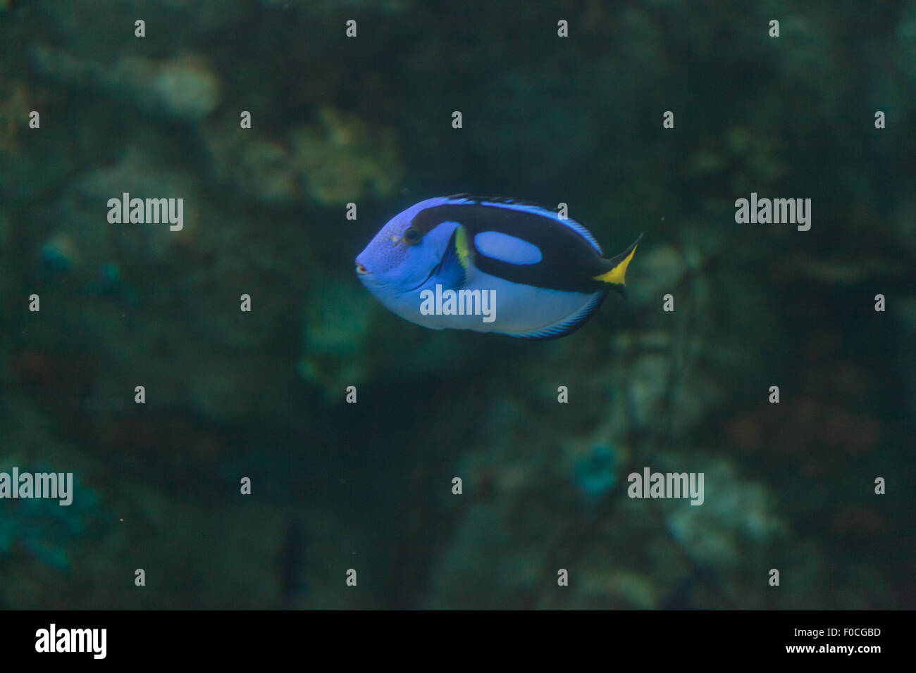 Palette tang fish, Paracanthurus hepatus, is blue, yellow and black ...