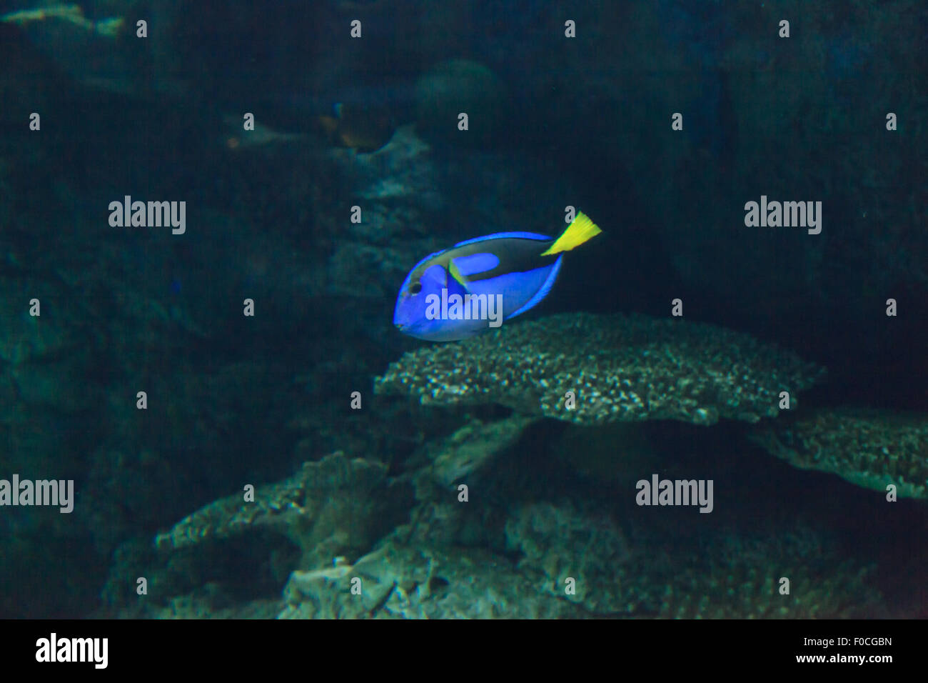 Palette tang fish, Paracanthurus hepatus, is blue, yellow and black ...
