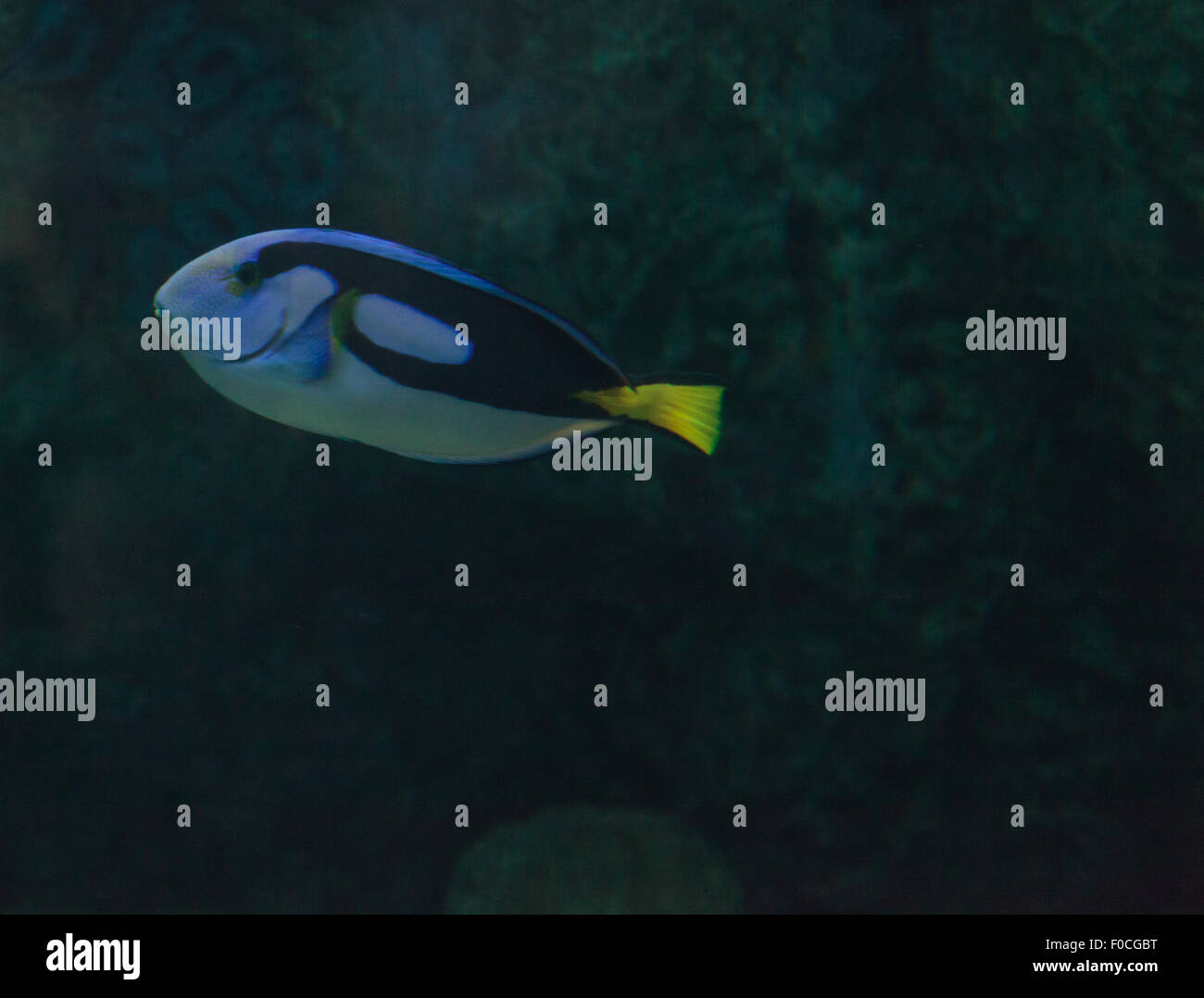 Palette tang fish, Paracanthurus hepatus, is blue, yellow and black ...