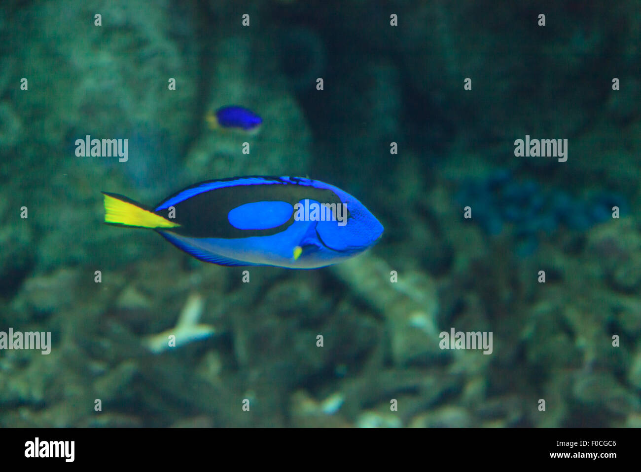 Palette tang fish, Paracanthurus hepatus, is blue, yellow and black ...