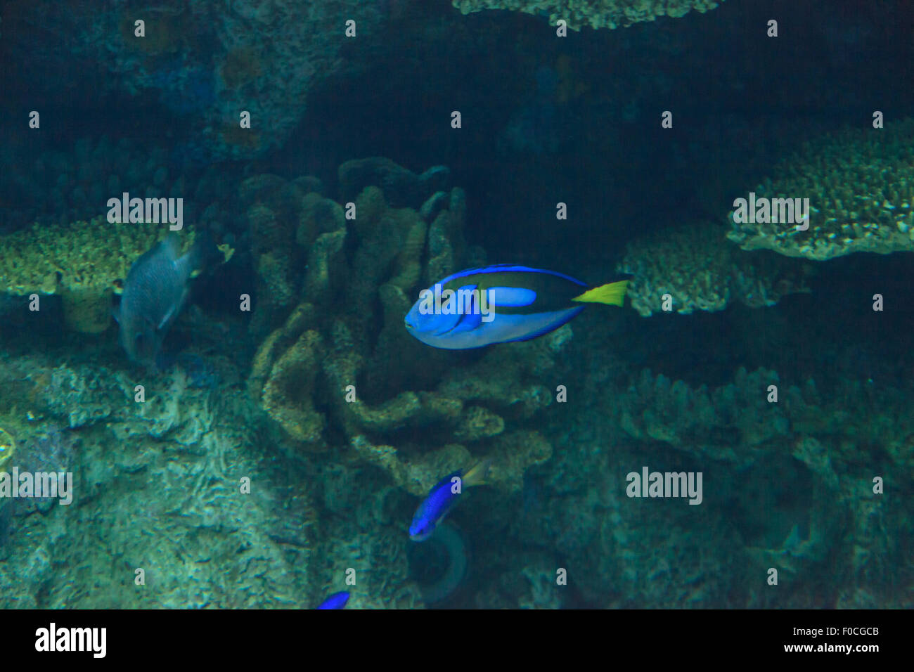 Palette tang fish, Paracanthurus hepatus, is blue, yellow and black ...