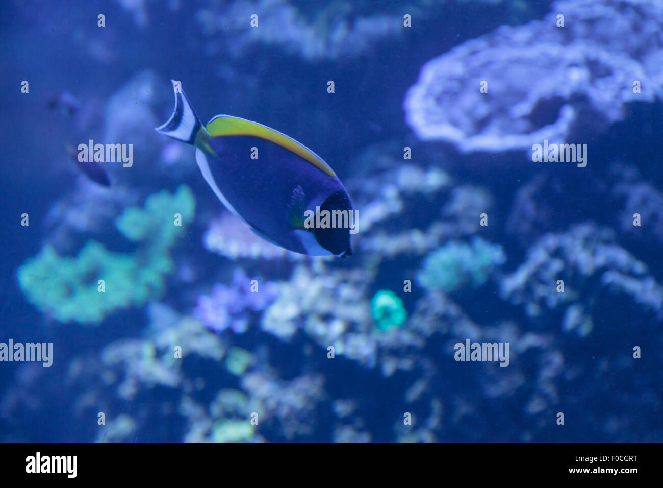 Acanthurus leucosternon in maldives indian ocean hi-res stock ...