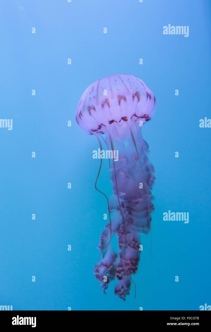 Purple striped jellyfish, Chrysaora colorata, can be found off the ...
