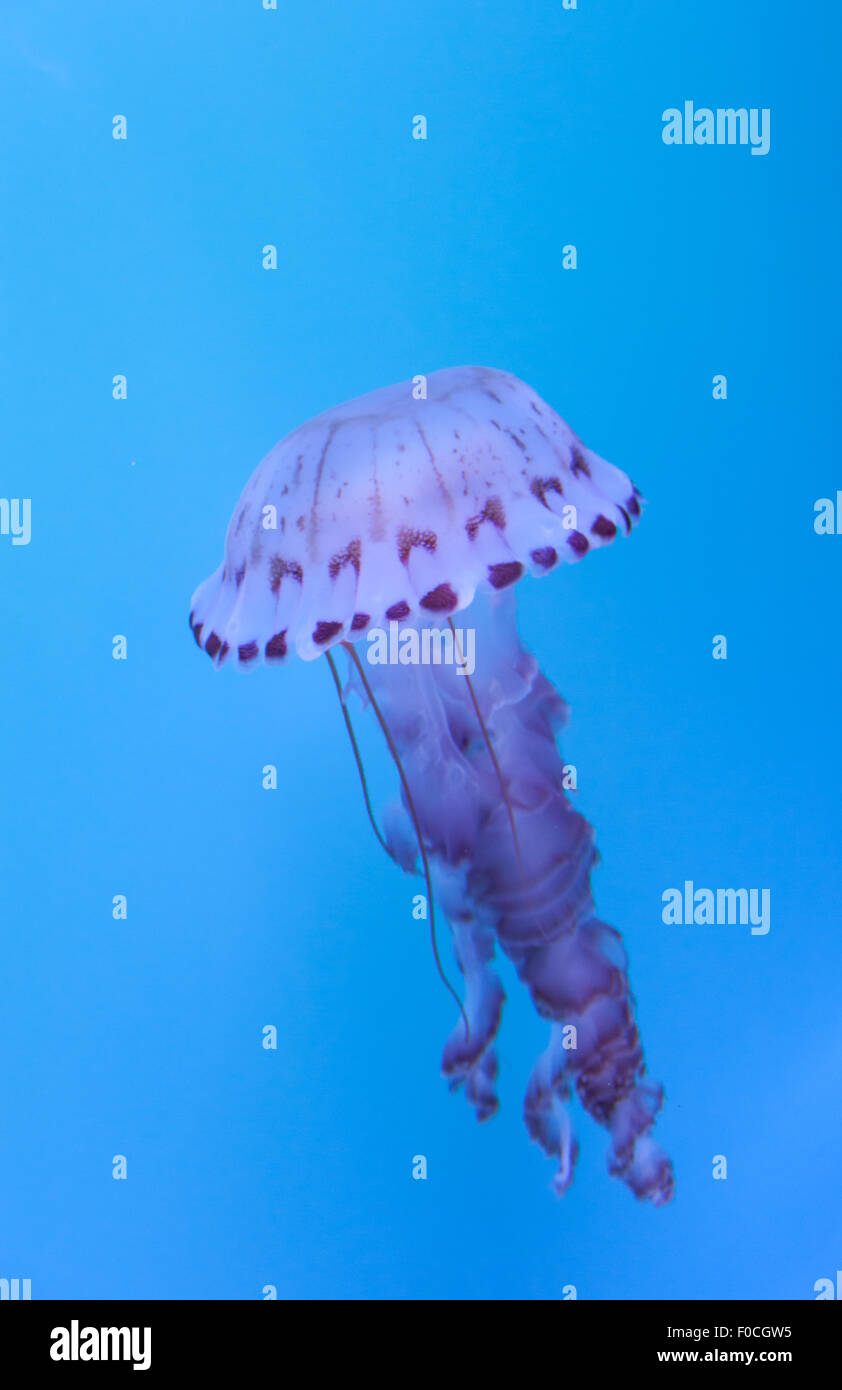 Purple striped jellyfish hi-res stock photography and images - Alamy