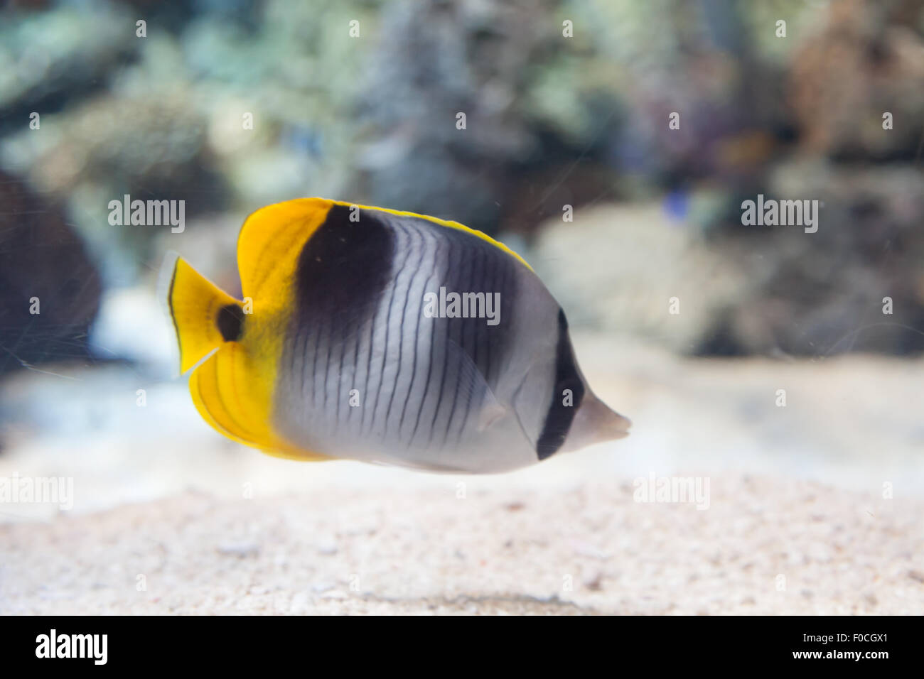 Threadfin butterflyfish, Chaetodon auriga, is a yellow, white and black ...